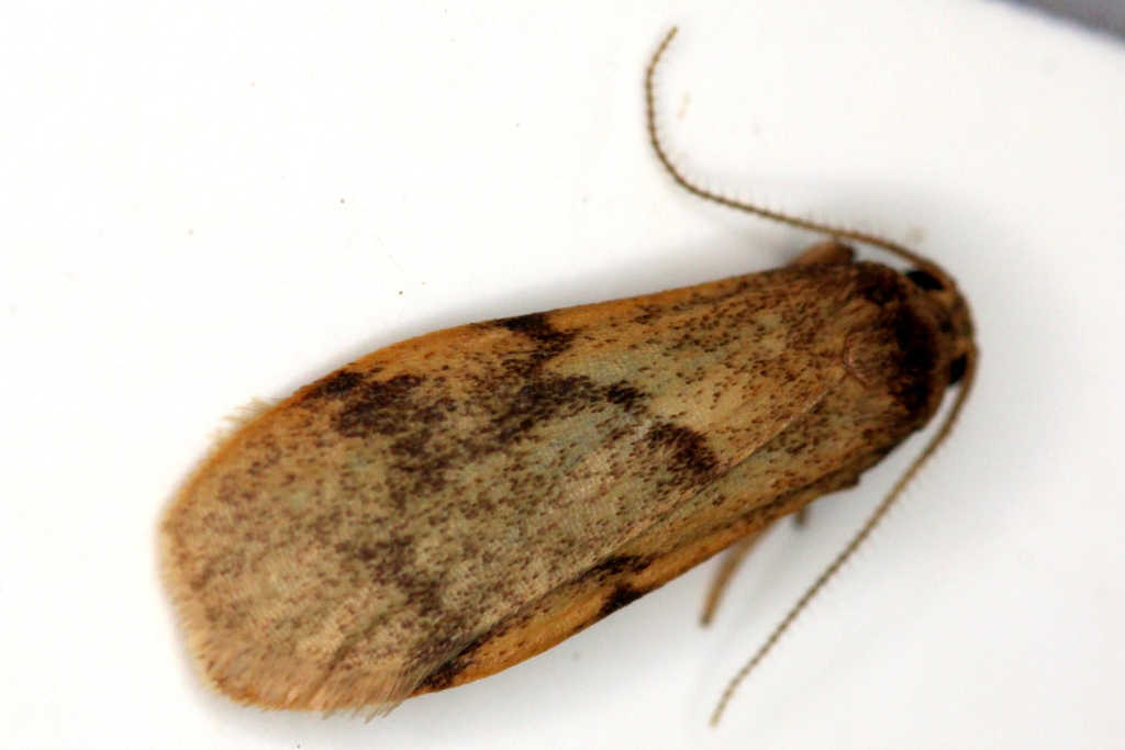 Lambula transcripta from Sydney NSW, Australia on April 8, 2024 at 10: ...