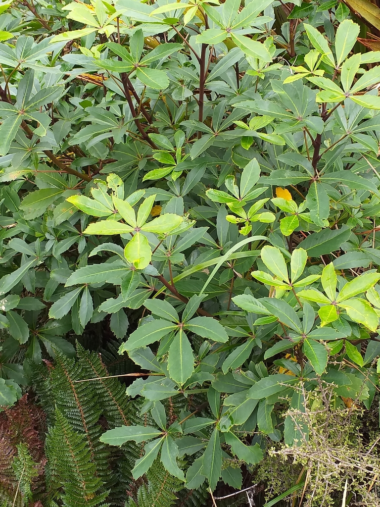 Mountain Five Finger from Mt Herbert Scenic Reserve, NZ-CA-CC, NZ-CA ...