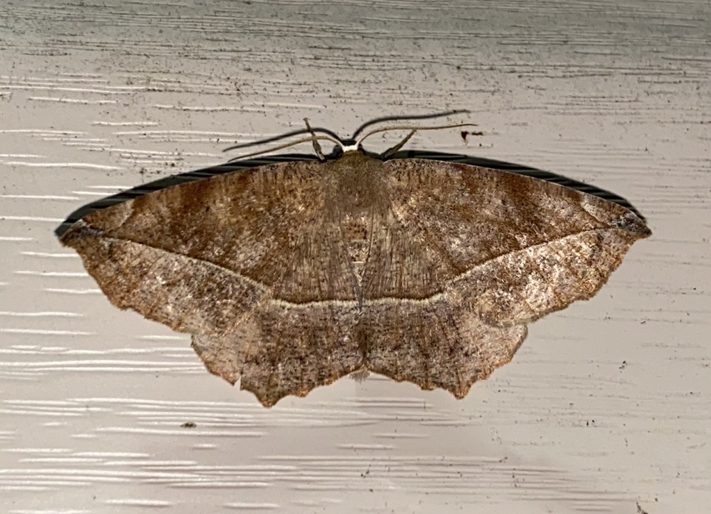 Curved-toothed Geometer Moth from Logansport Rd, Ford City, PA, US on ...