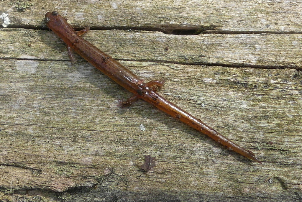 Many-ribbed Salamander in April 2024 by Jonathan Hakim · iNaturalist
