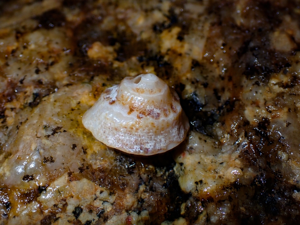 scaly small star from Albany, WA, Australia on April 9, 2024 at 10:15 ...