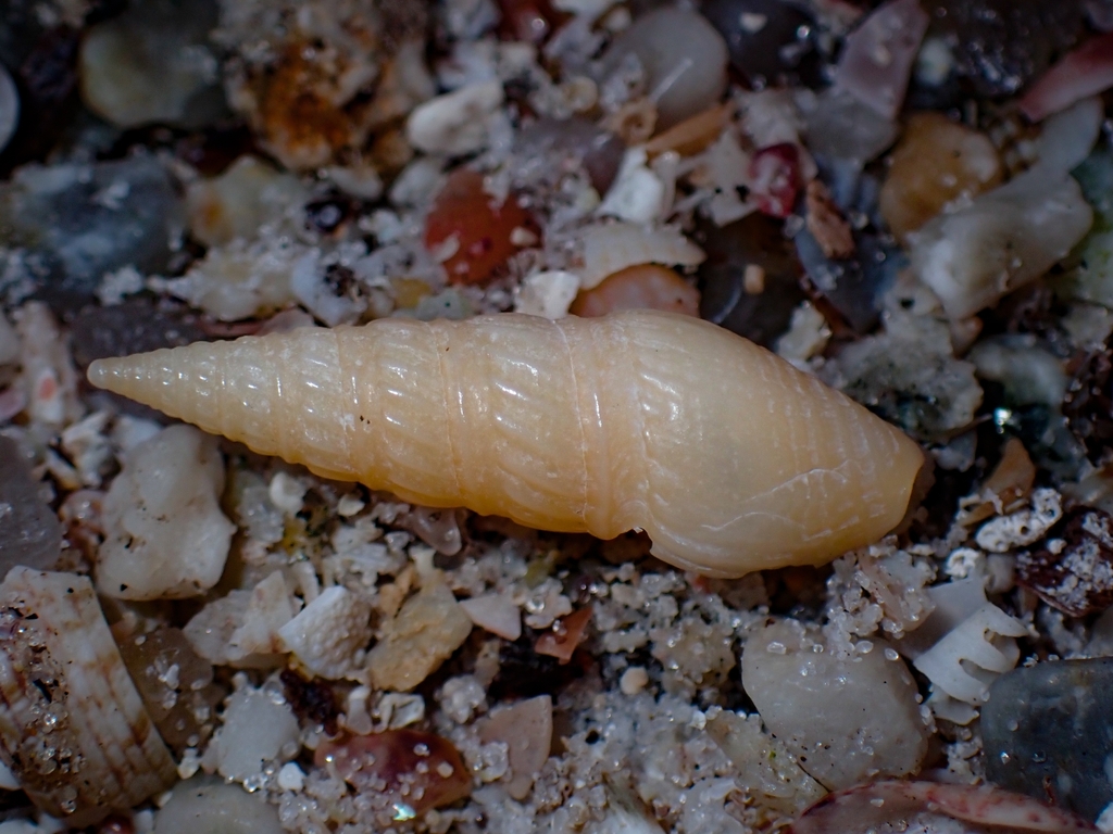 Cone Snails and Allies from Nanarup WA 6330, Australia on April 9, 2024 ...