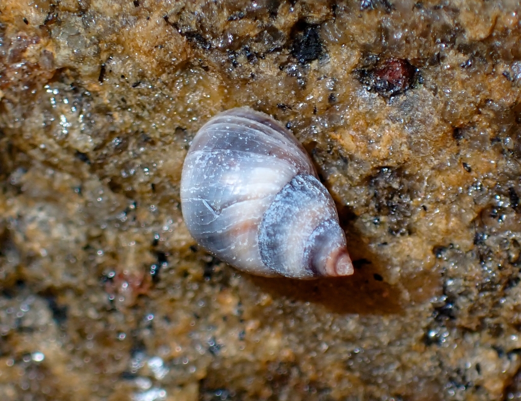 Little Blue Periwinkle from Nanarup WA 6330, Australia on April 9, 2024 ...