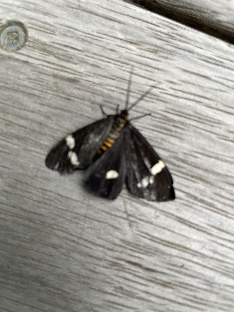 New Zealand Magpie Moth from South Island / Te Waipounamu, Christchurch ...