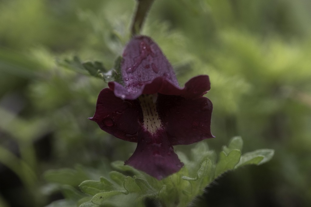 Indian Sesame Oil Plant from Panchashil Nagar, Kandalgaon, Maharashtra ...