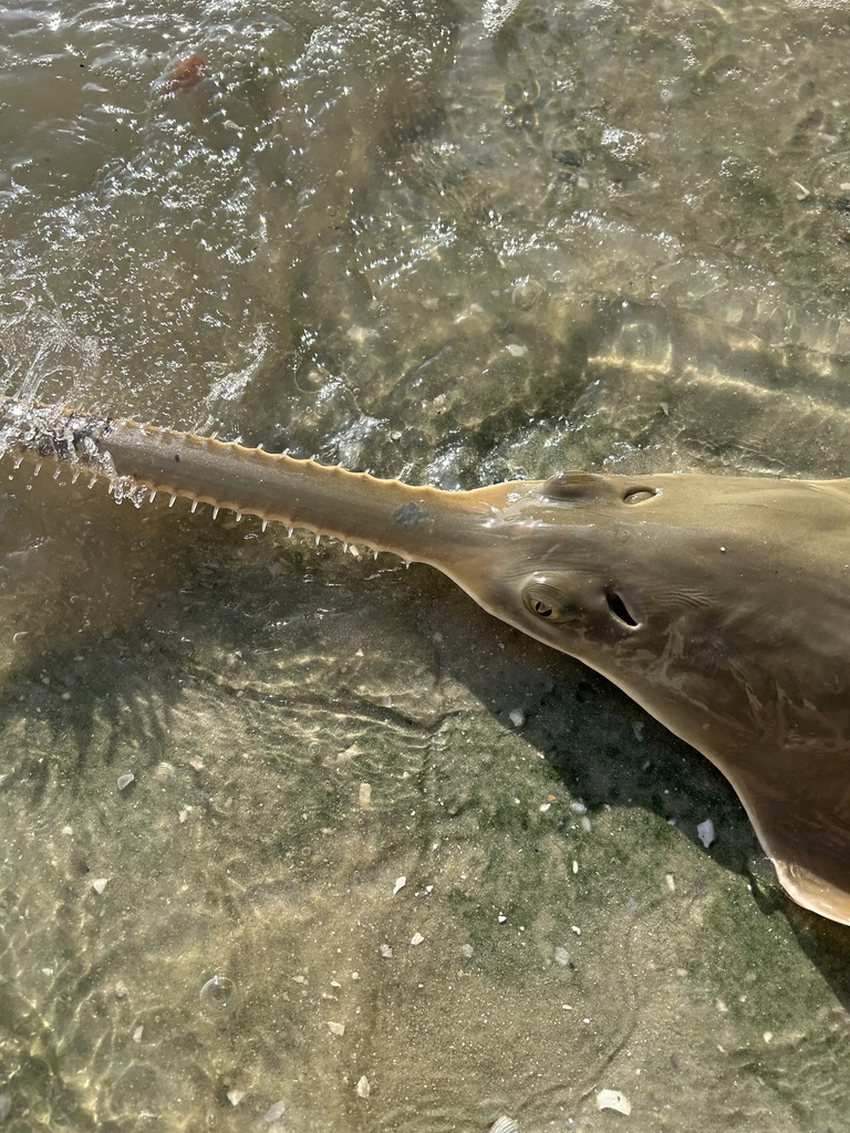 Sawfishes (Pristis) - Marine Life Identification