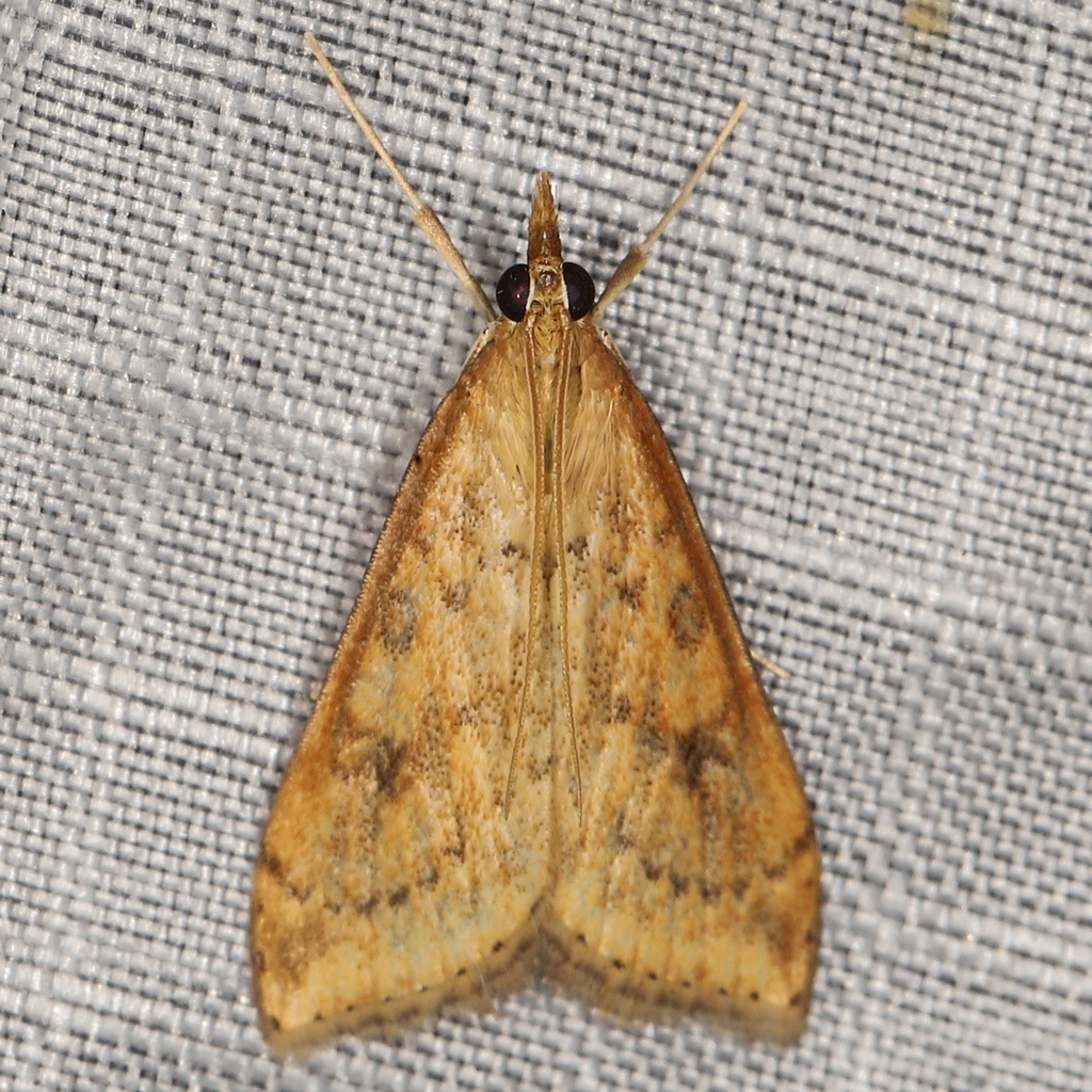 Rusty Dot Pearl from Mountain Zebra National Park on April 4, 2024 at ...