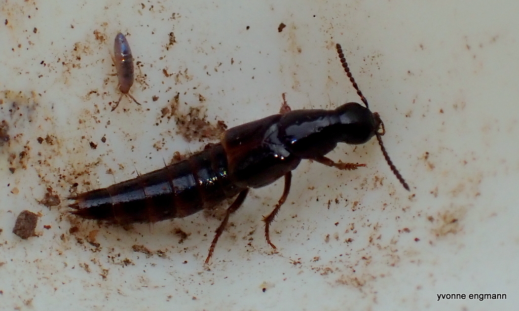 Quedius cinctus from 4700 Næstved, Danmark on April 8, 2024 at 09:04 AM ...