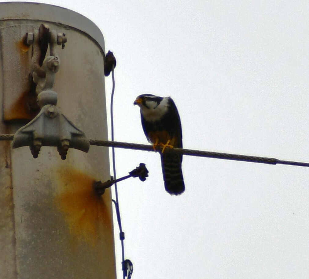 Halcón fajado desde Padre Island, Corpus Christi, TX, USA el 07 de ...