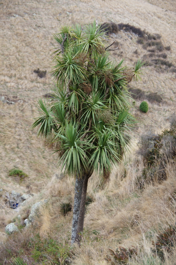 New Zealand cabbage tree from Hillsborough, Christchurch 8022, New ...