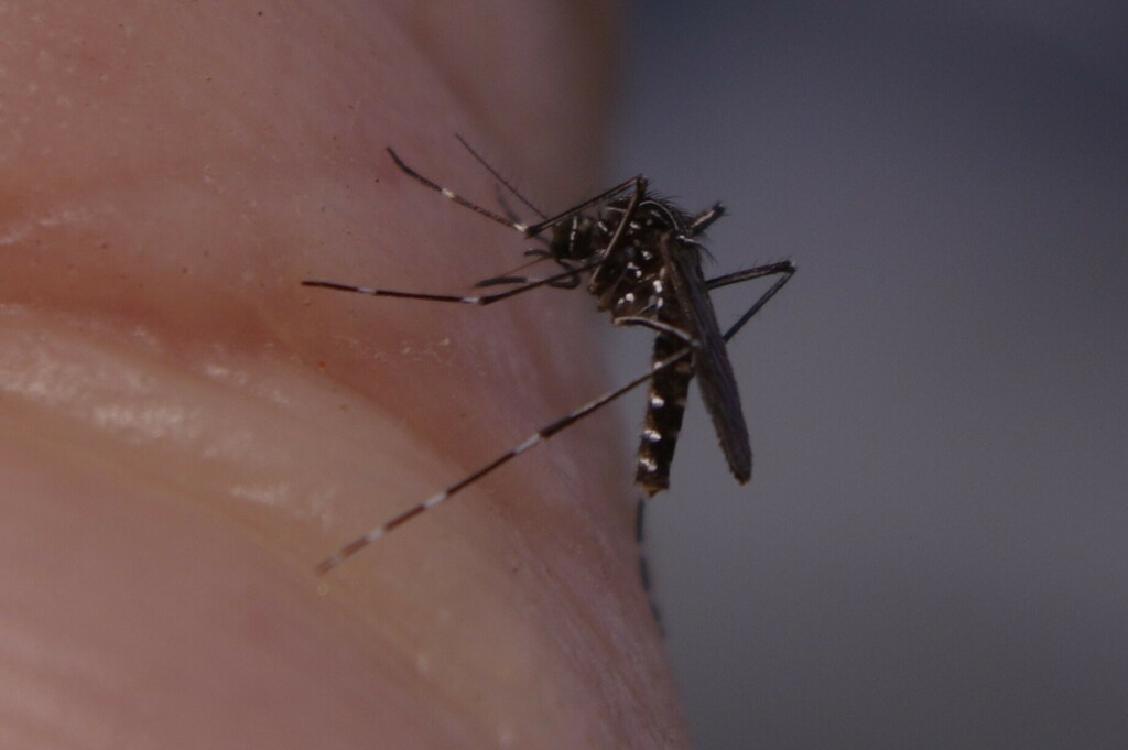 Striped Mosquito from Maryborough QLD 4650, Australia on April 9, 2024 ...