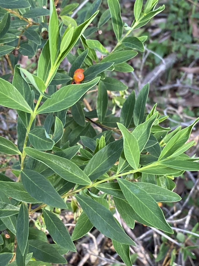 Bootlace Plant from Northwest Outer Brisbane, Fitzgibbon, QLD, AU on ...