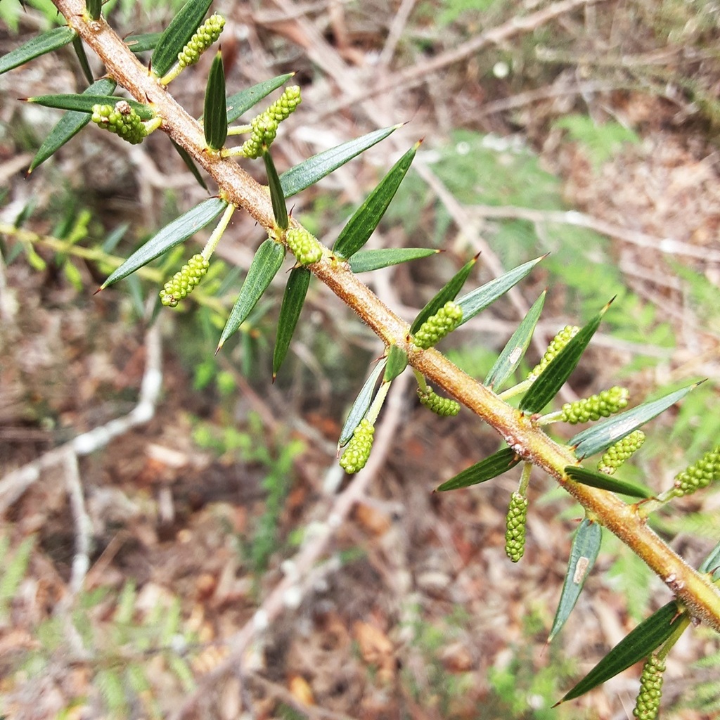 Spike Wattle from Mountain Lagoon NSW 2758, Australia on April 8, 2024 ...