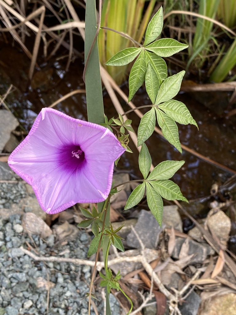 Mile-a-minute vine from Northwest Outer Brisbane, Fitzgibbon, QLD, AU ...
