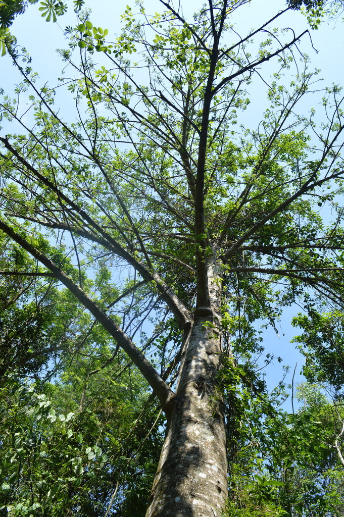 Wild Papaya (Jacaratia spinosa) - Botanical Realm