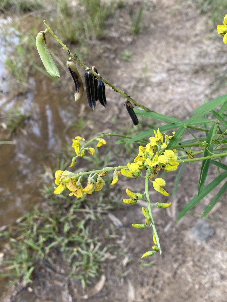 lanceleaf rattlebox from Northwest Outer Brisbane, Fitzgibbon, QLD, AU ...