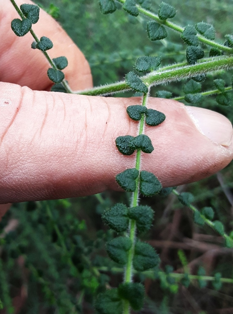 Violet Mint-bush from Mountain Lagoon NSW 2758, Australia on April 8 ...
