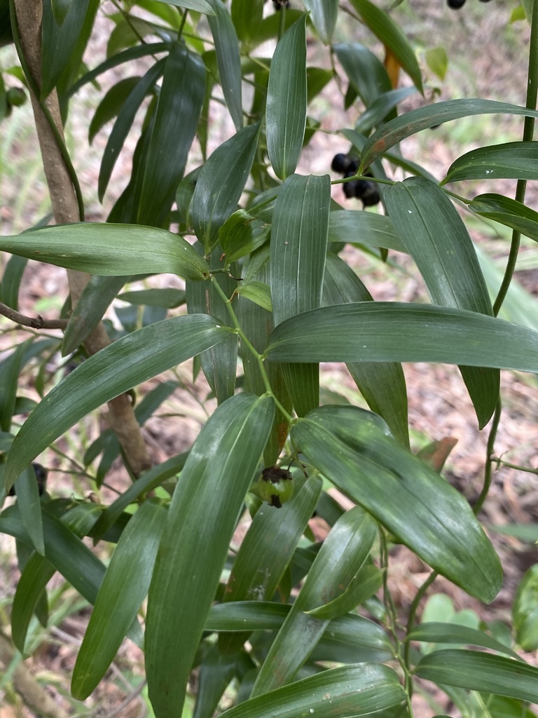 Climbing Lily from Northwest Outer Brisbane, Fitzgibbon, QLD, AU on ...