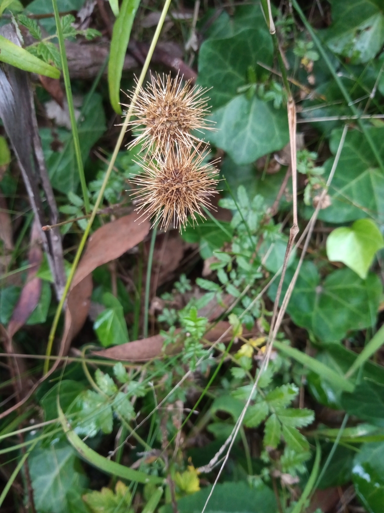 Biddy-biddy from Monbulk VIC 3793, Australia on April 09, 2024 at 03:59 ...