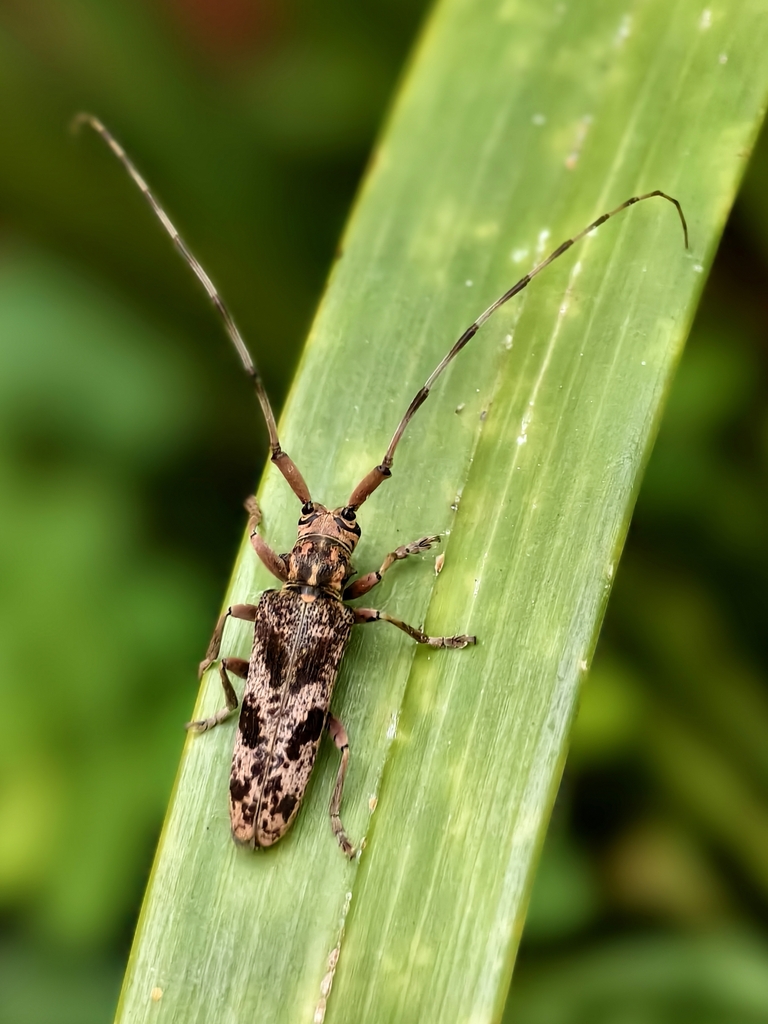 Uraecha yunnana from 香港大圍 on April 9, 2024 at 08:40 AM by Dilys ...