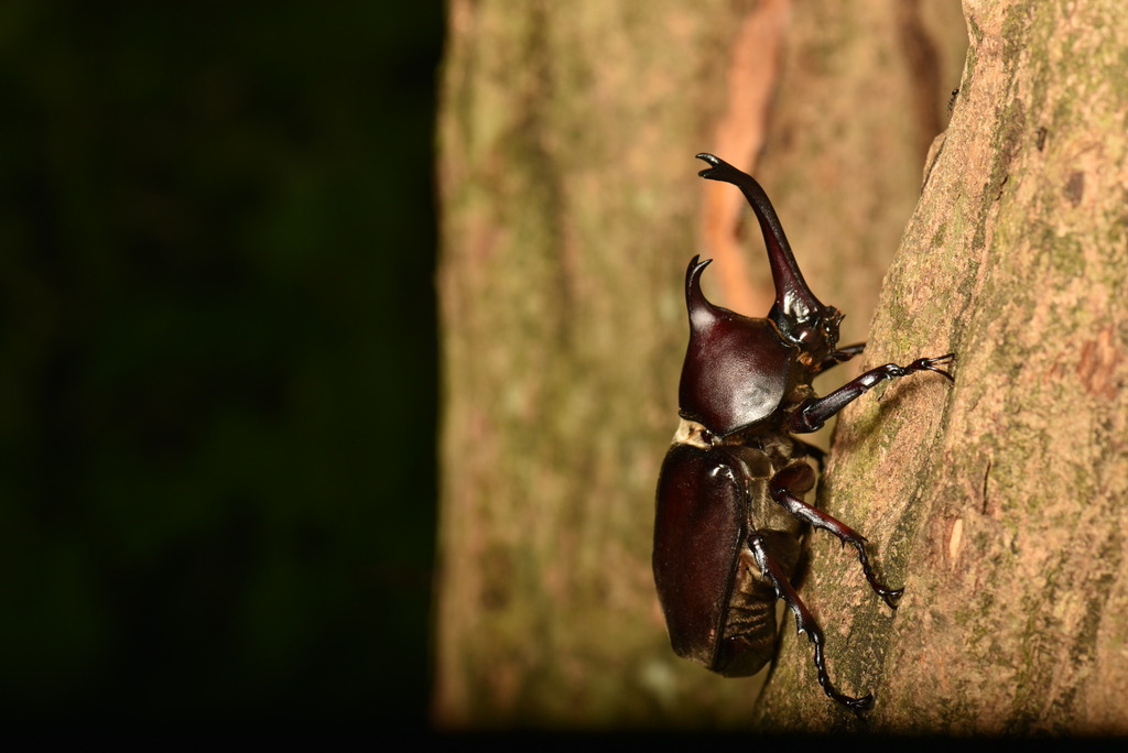 Trypoxylus dichotomus tsunobosonis in June 2023 by shuo_hsu · iNaturalist