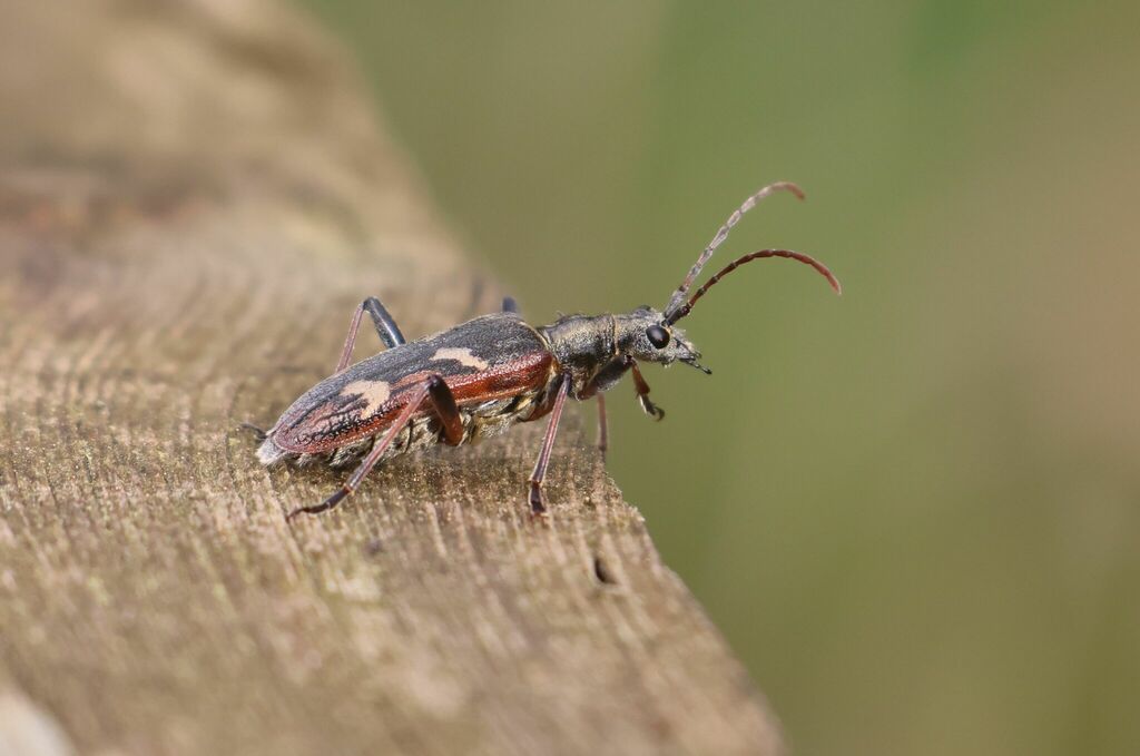 Two-banded Longhorn Beetle in April 2024 by Adrian Kreft · iNaturalist