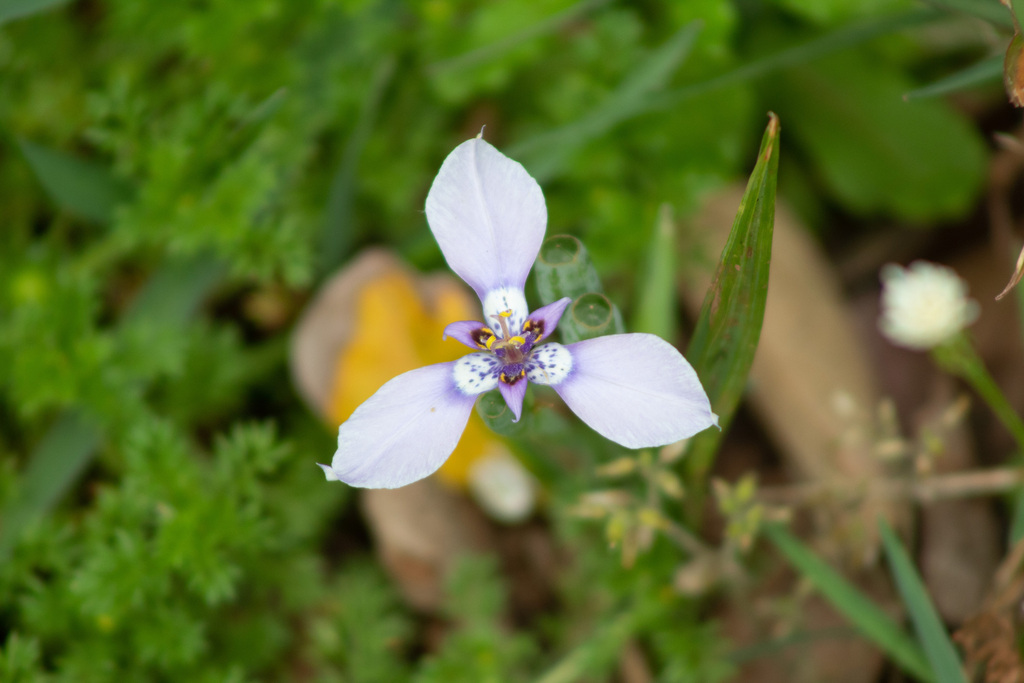 Prairie Nymph from Ajuricaba - RS, Brasil on October 30, 2022 at 11:11 ...