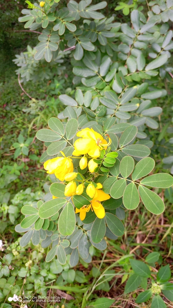 Easter Cassia from East Deep Creek QLD 4570, Australia on April 9, 2024 ...