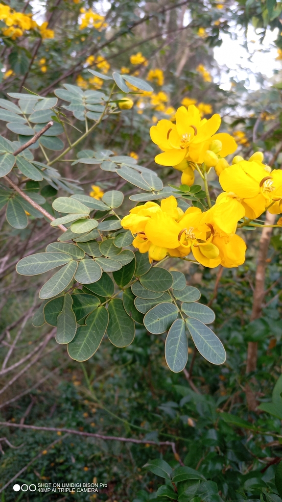 Easter Cassia from East Deep Creek QLD 4570, Australia on April 9, 2024 ...