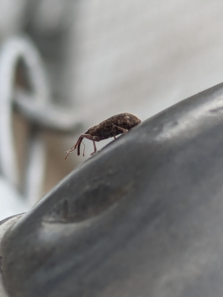Willow Weevils from Cazenovia Park, Buffalo, NY, USA on April 8, 2024 ...