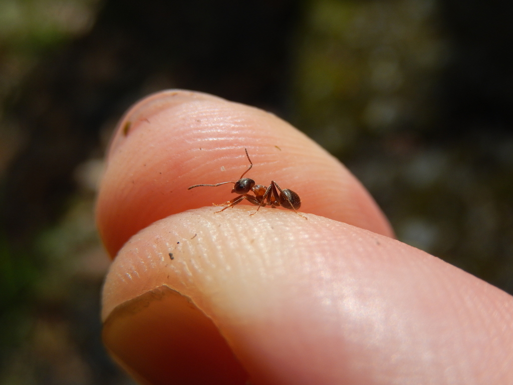 central european bicolored ant from Olomouc, Česko on April 5, 2024 at ...