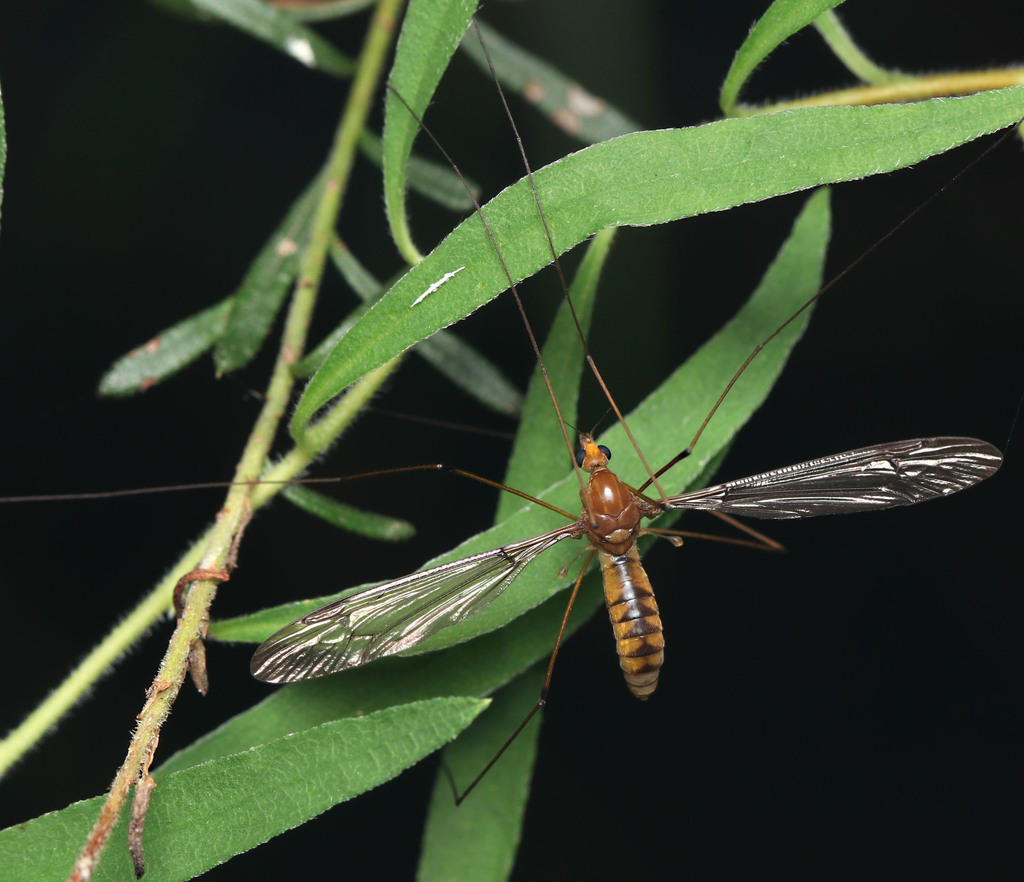 Leptotarsus in March 2024 by juliegraham173 · iNaturalist