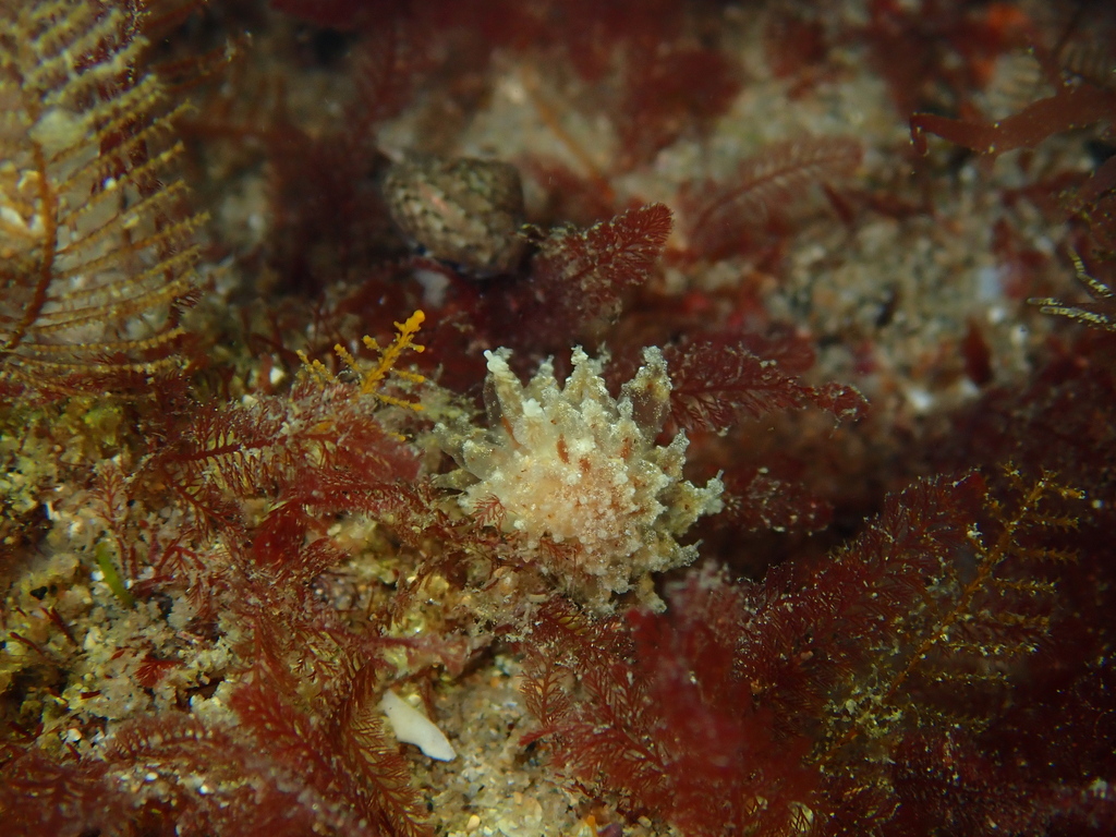 Janolus hyalinus from Sorrento on April 7, 2024 at 08:53 PM by Nick ...
