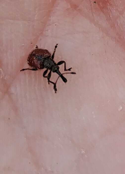 Apple Fruit Weevil from Słubice, Polska on April 9, 2024 at 01:03 PM by ...