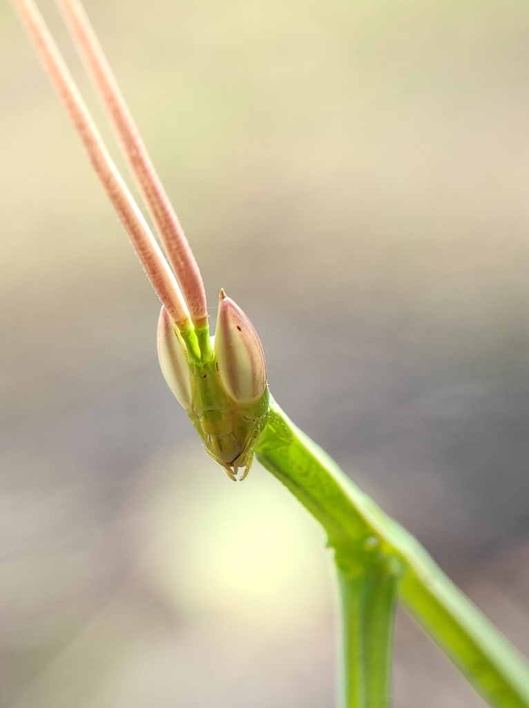 Indian Grass Mantis from Sayan, Gujarat, India on June 25, 2022 at 11: ...