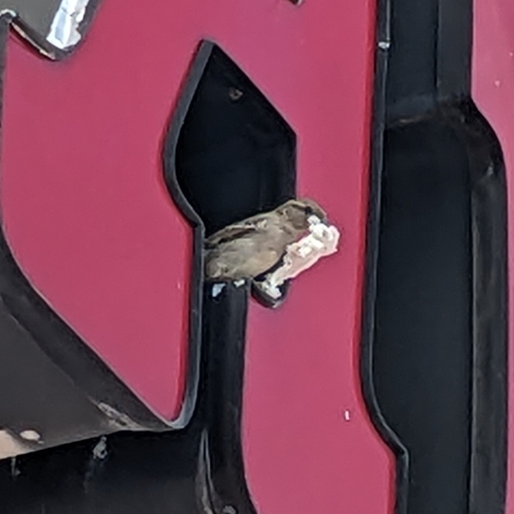 House Sparrow from Westover, WV 26501, USA on April 7, 2024 at 04:59 PM ...