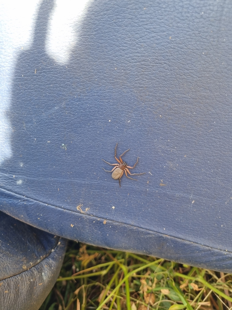 Scorpion Flat Spiders from Cloncurry QLD 4824, Australia on May 29 ...
