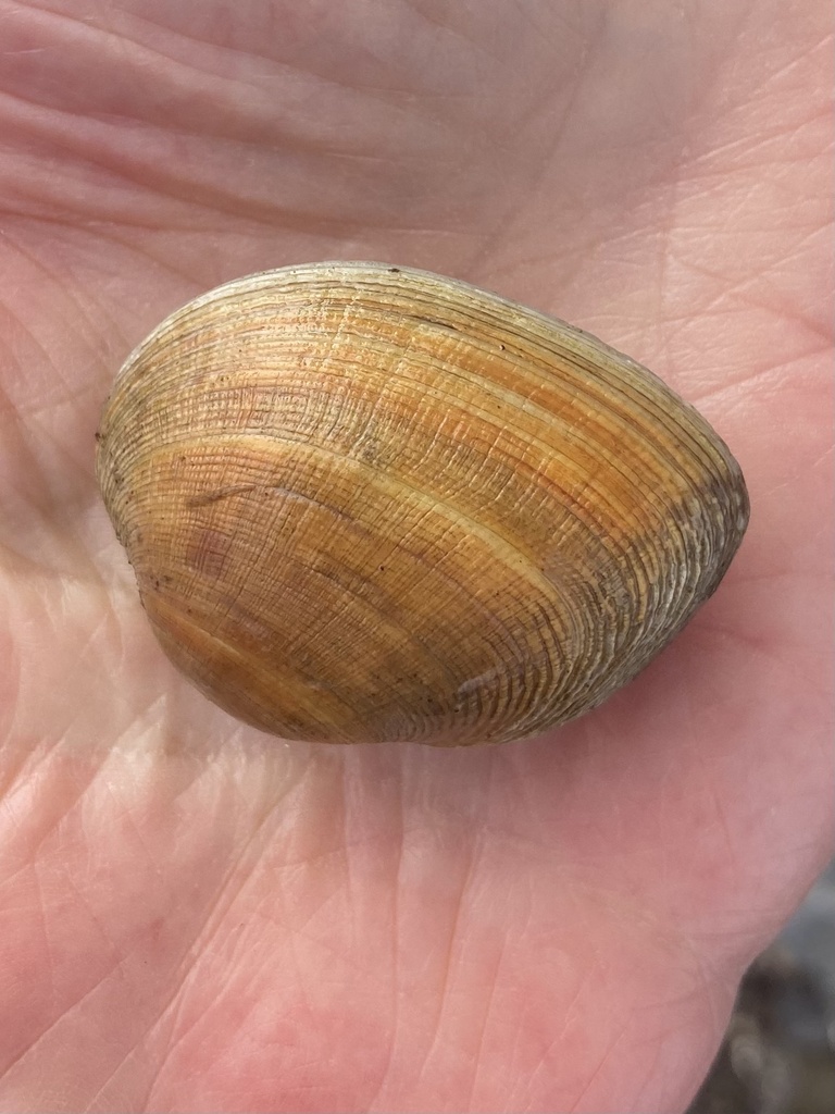 Pullet Carpet Shell from Craignure Bay, Isle Of Mull, Scotland, GB on ...
