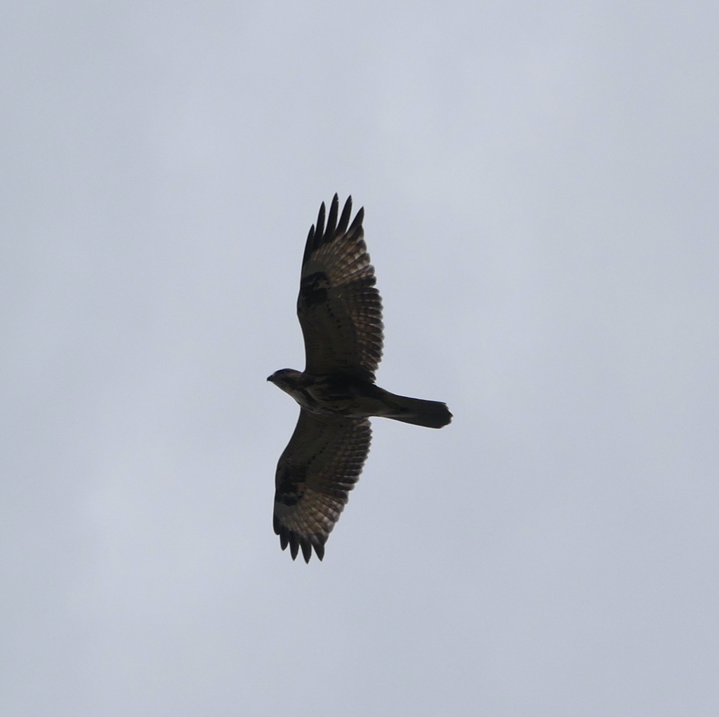 Eastern Buzzard from Daejeong-eup, Seogwipo-si, Jeju-do, South Korea on ...