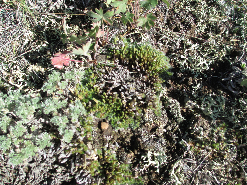 Dense Spikemoss from Park County, CO, USA on July 17, 2012 at 09:44 AM ...