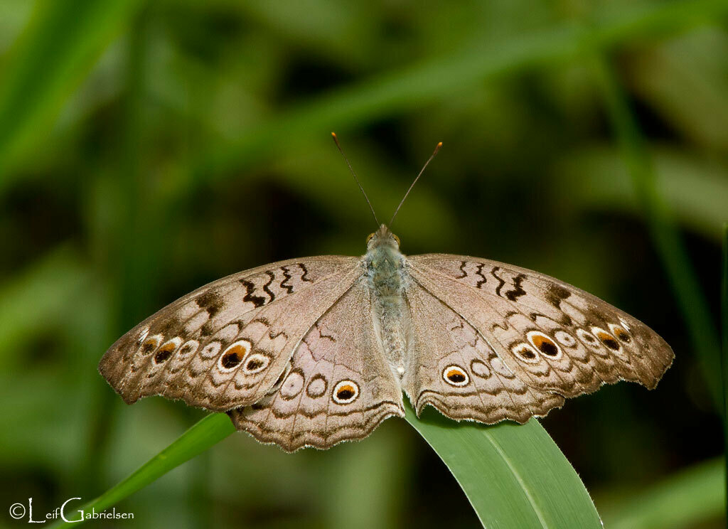 Grey Pansy from South of Kisolon, Impasug-ong, Bukidnon, Philippines on ...