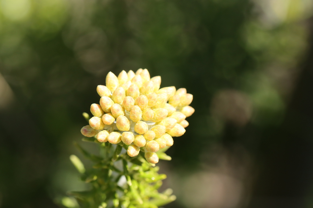 Coast Everlasting from Mepunga VIC 3277, Australia on February 16, 2024 ...
