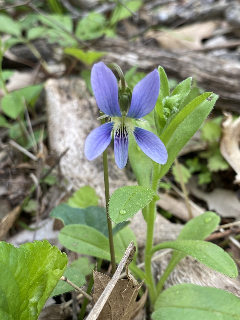 marsh blue violet in April 2024 by Jim Oehmke · iNaturalist