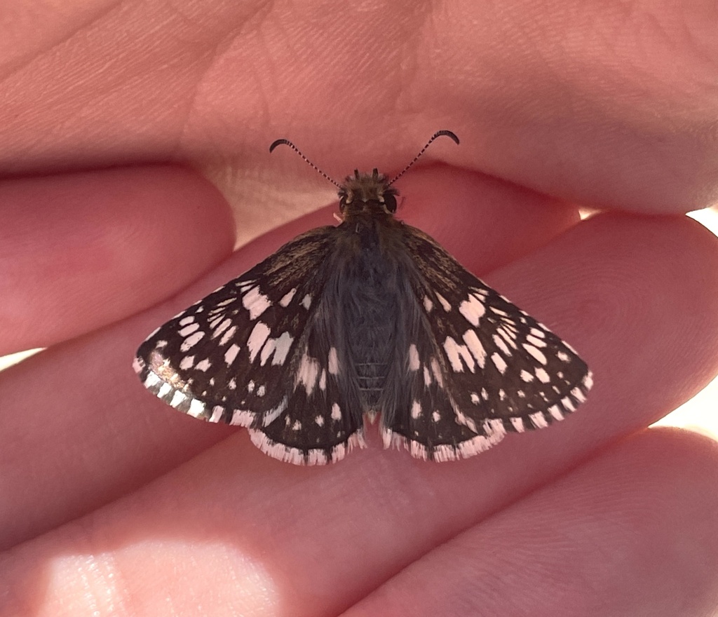 Common Checkered-Skipper and Allies in April 2024 by Ben Yandell ...