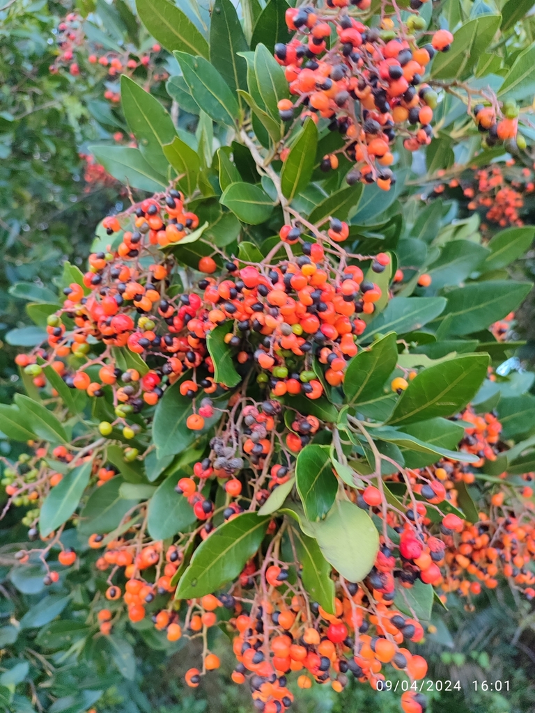White Pear from Prospect Hall, Durban North, 4051, South Africa on ...