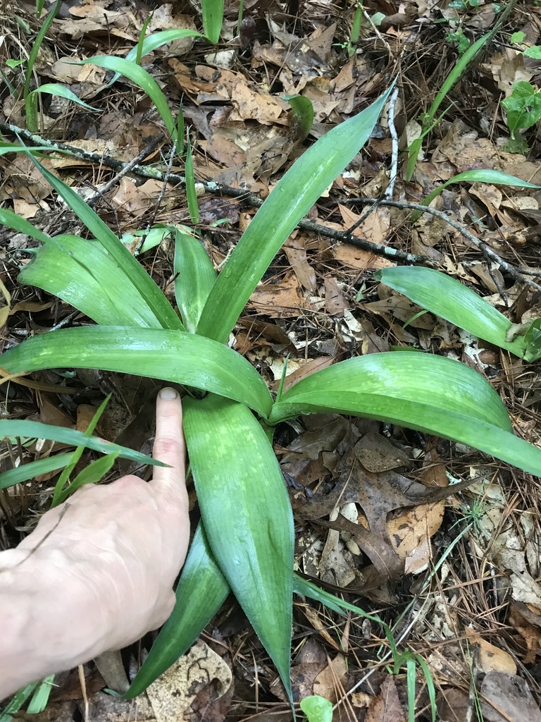 Eastern False Aloe from Trinity, TX, US on April 8, 2024 at 06:12 PM by ...