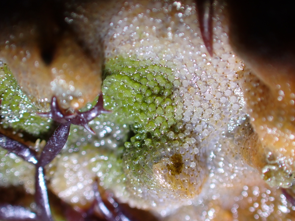 Bryozoans from Kinmen, TW-FK, TW on April 9, 2024 at 05:35 PM by 洪清漳 ...
