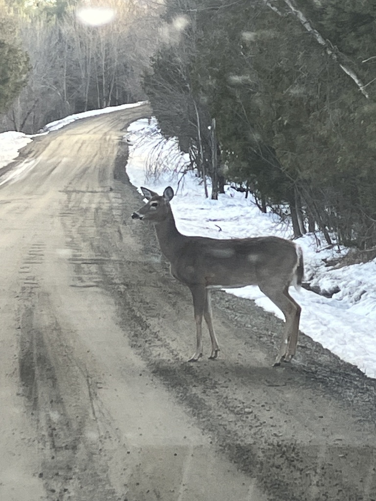 White-tailed Deer from County Rd, West Glover, VT, US on April 8, 2024 ...