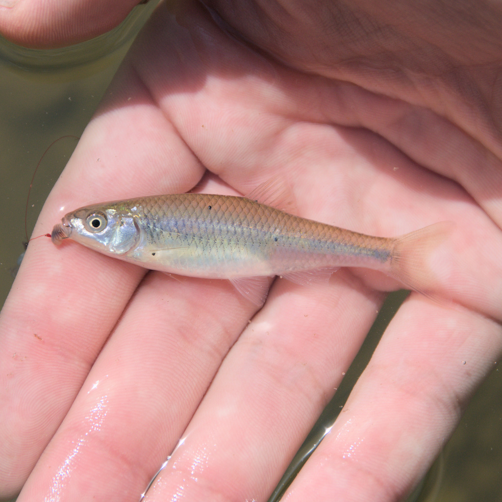 Spotfin Shiner from Fenton, MO, USA on April 8, 2024 at 02:54 PM by ...