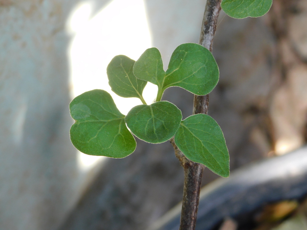 mint family from Mountainous area on April 9, 2024 at 05:02 PM by Ahmed ...